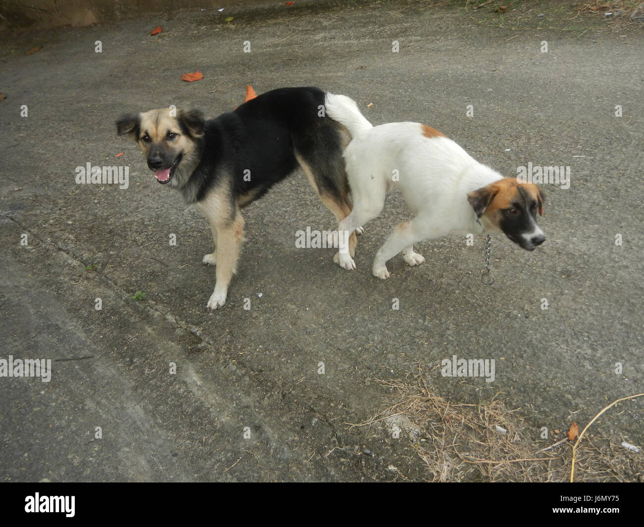 This image depicts two dogs copulating in the Philippines, offering an ...