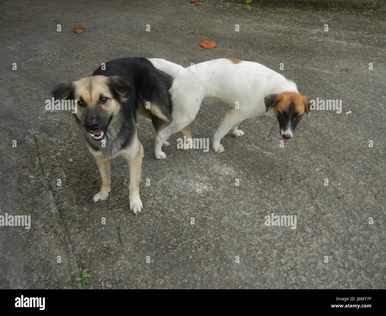 0842 Copulating dogs in the Philippines 17 Stock Photo - Alamy