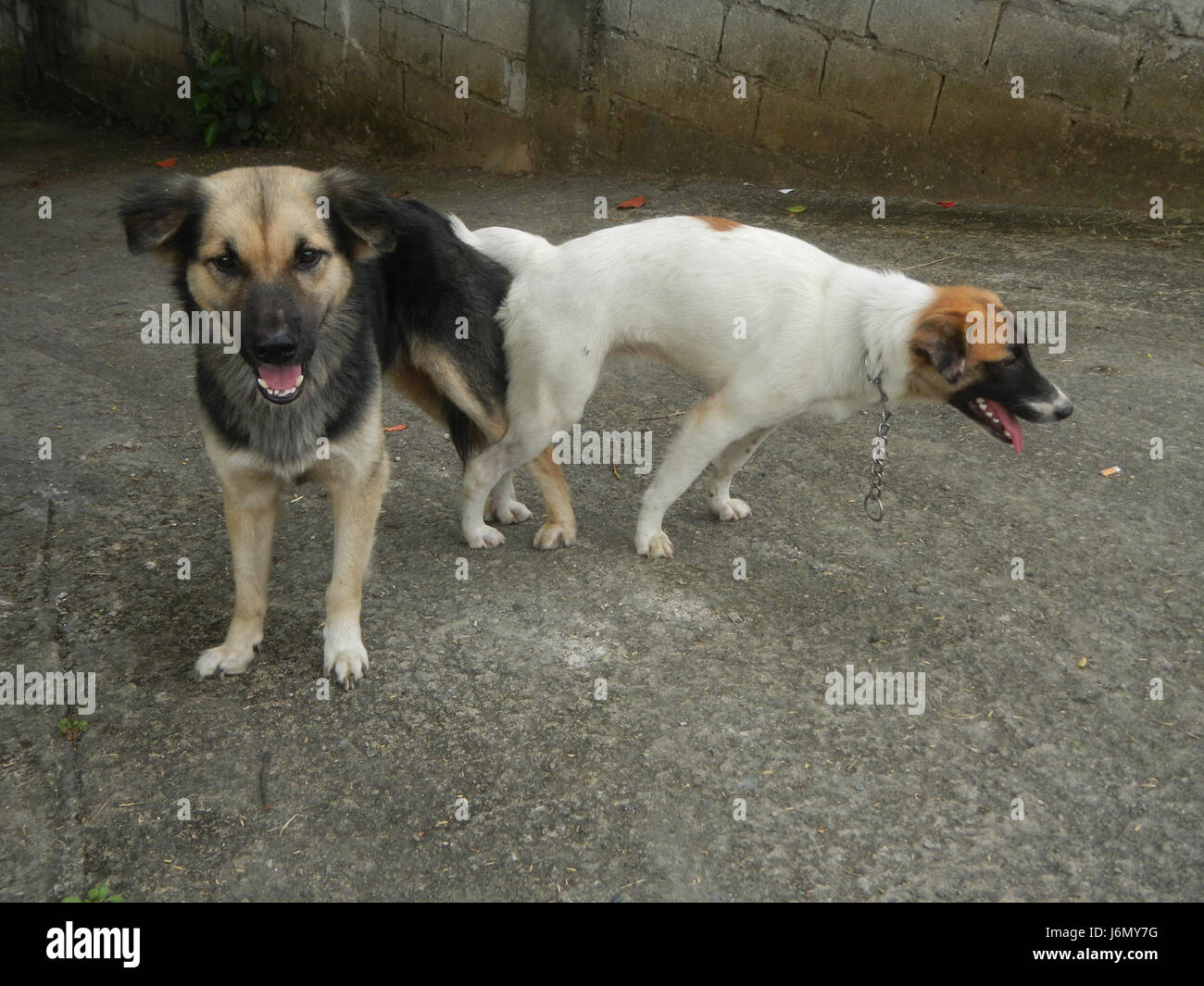 0842 Copulating dogs in the Philippines 18 Stock Photo - Alamy