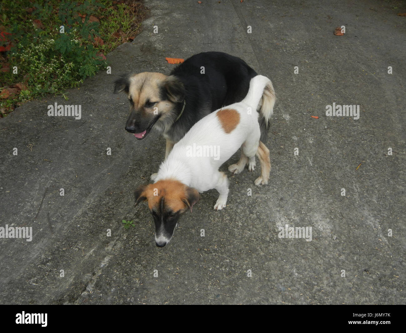 0842 Copulating dogs in the Philippines 21 Stock Photo - Alamy