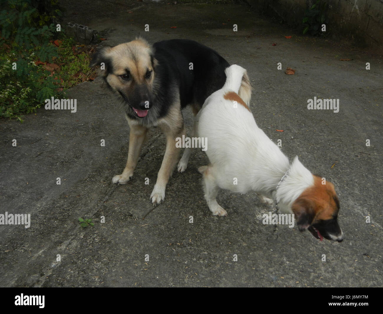 This title references a subject related to animal behavior in the ...