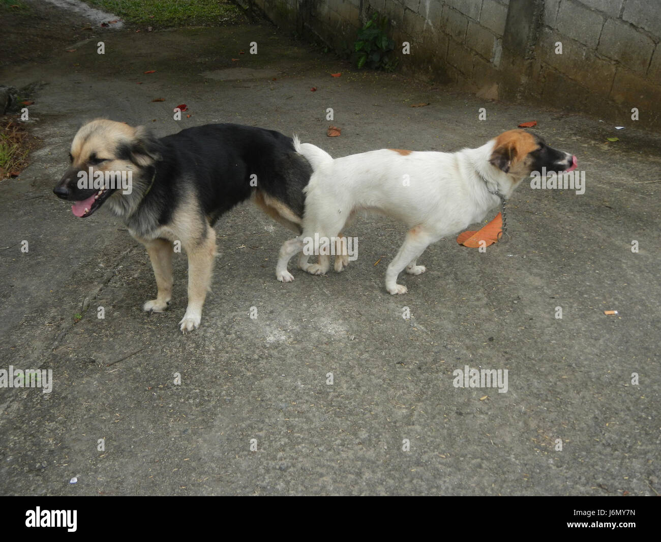 0842 Copulating dogs in the Philippines 23 Stock Photo - Alamy