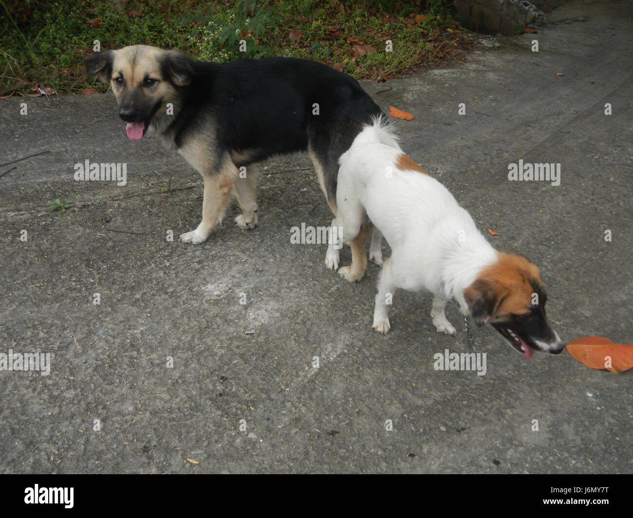 0842 Copulating dogs in the Philippines 25 Stock Photo - Alamy