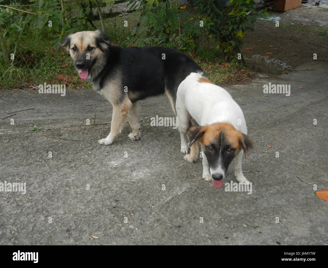0842 Copulating dogs in the Philippines 26 Stock Photo - Alamy