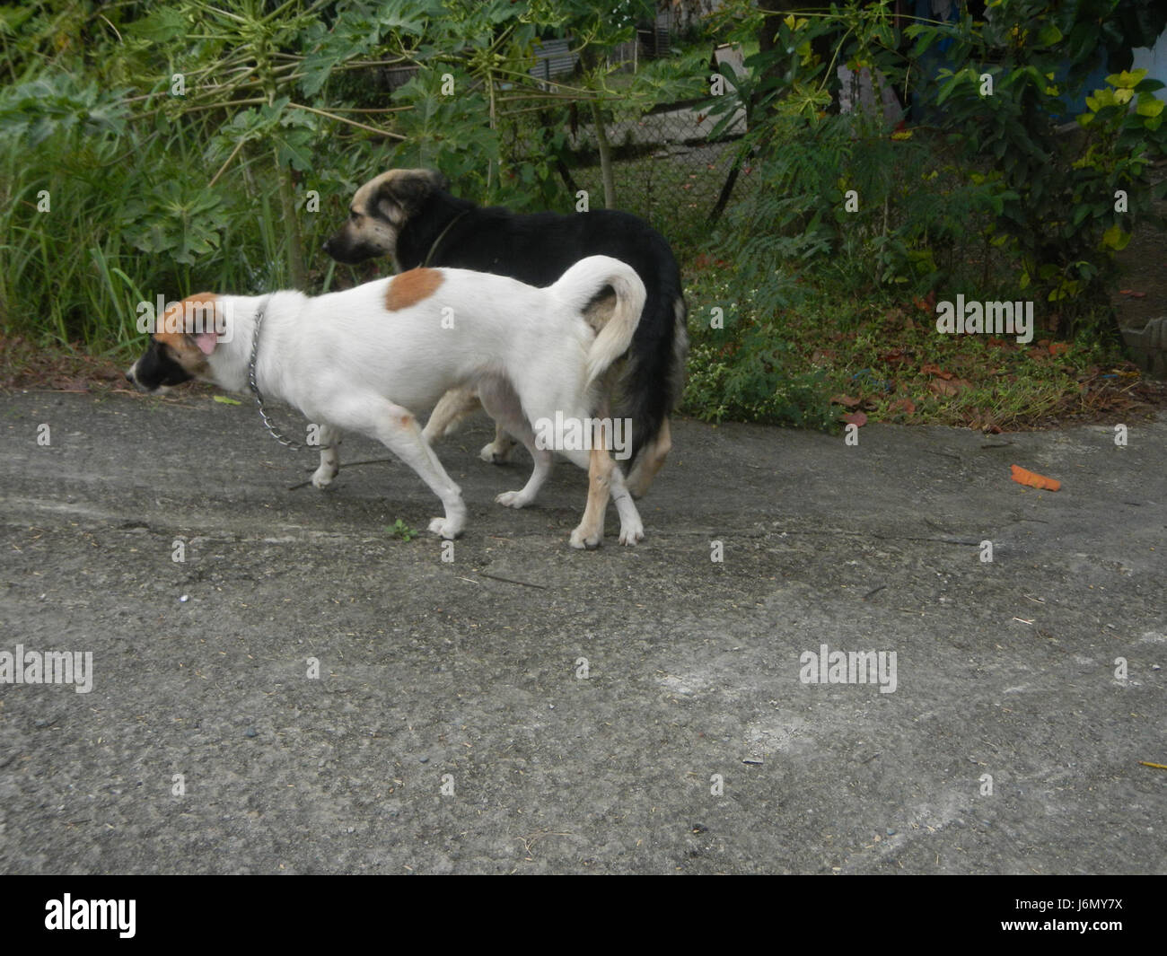This image depicts two dogs in the Philippines engaged in mating ...