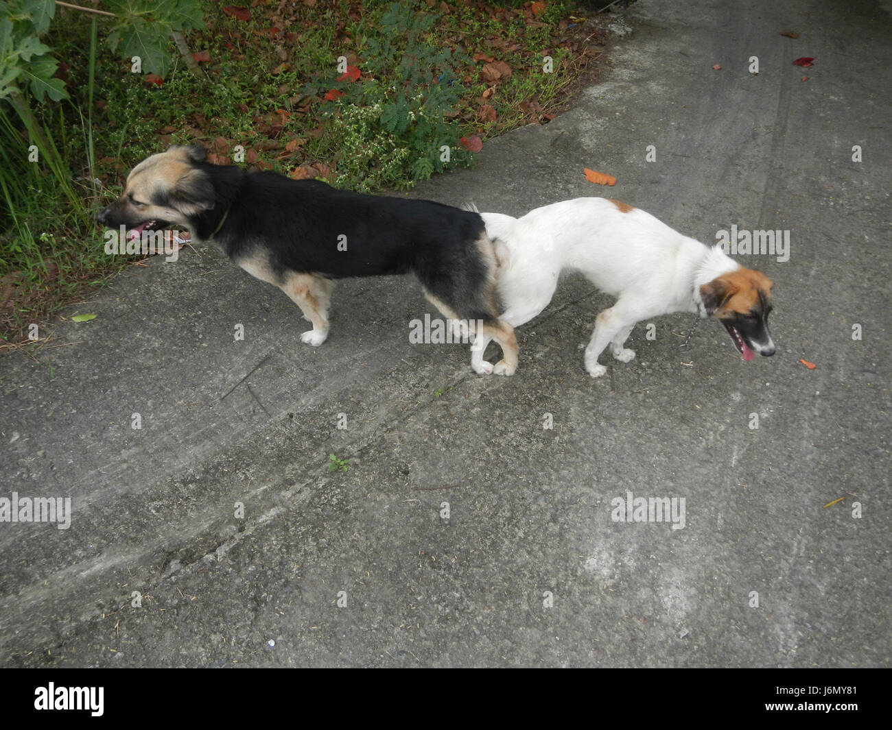 0842 Copulating dogs in the Philippines 30 Stock Photo - Alamy
