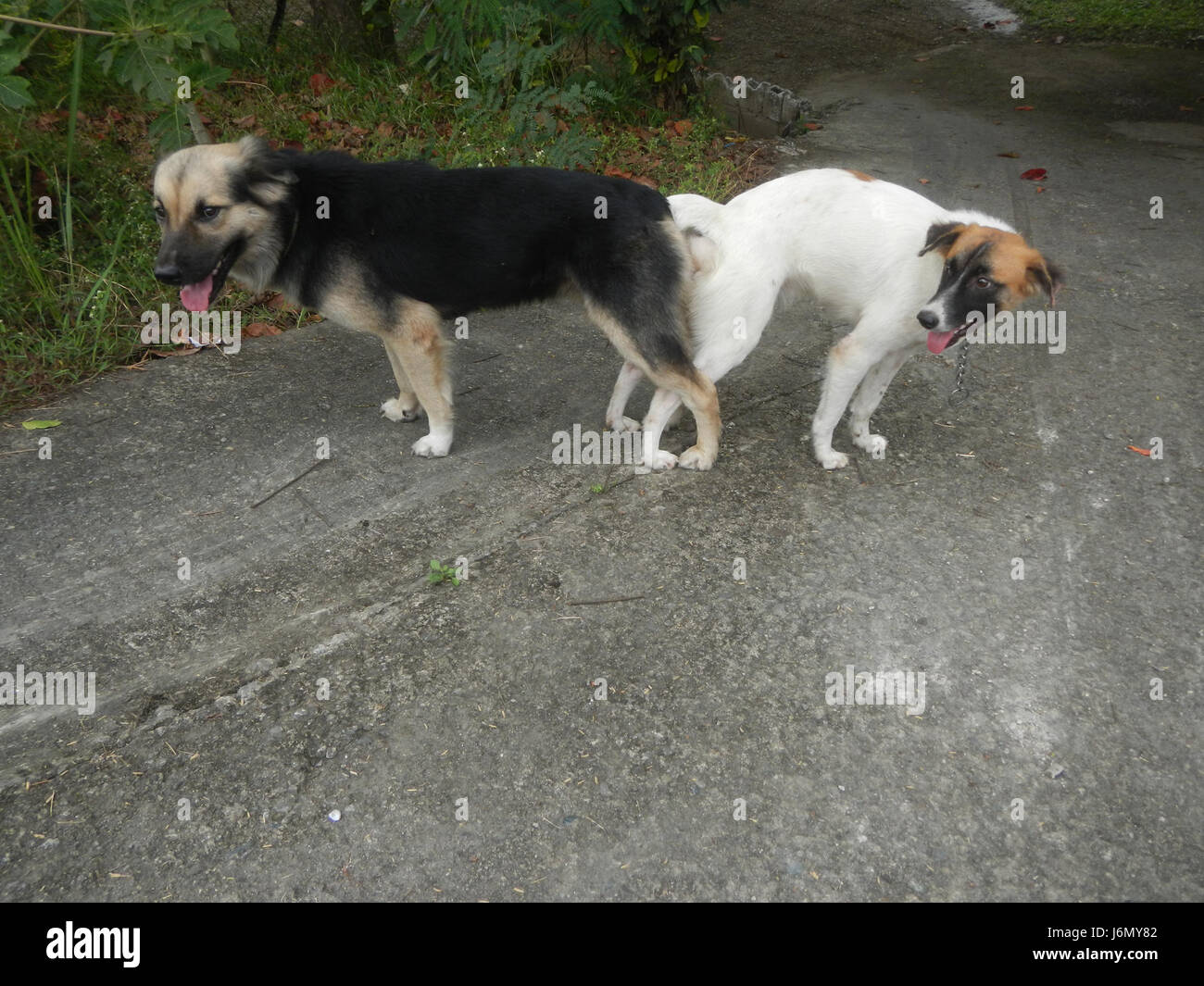 0842 Copulating dogs in the Philippines 31 Stock Photo - Alamy