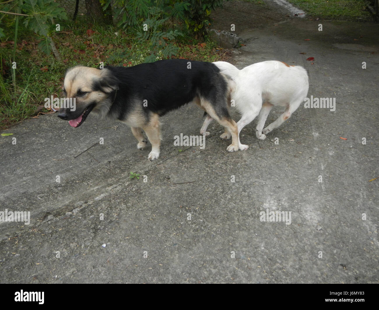 0842 Copulating dogs in the Philippines 32 Stock Photo - Alamy