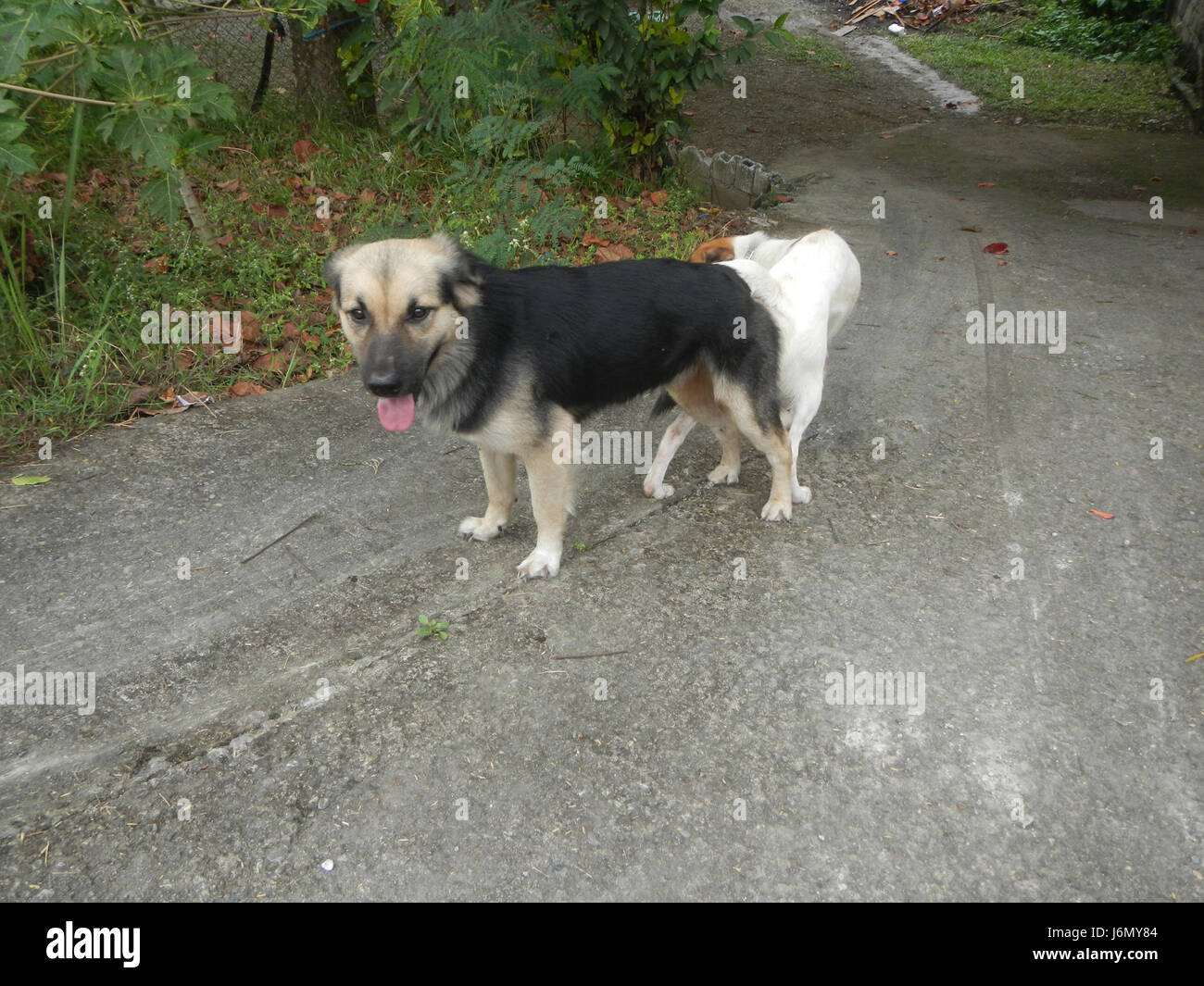 0842 Copulating dogs in the Philippines 33 Stock Photo - Alamy
