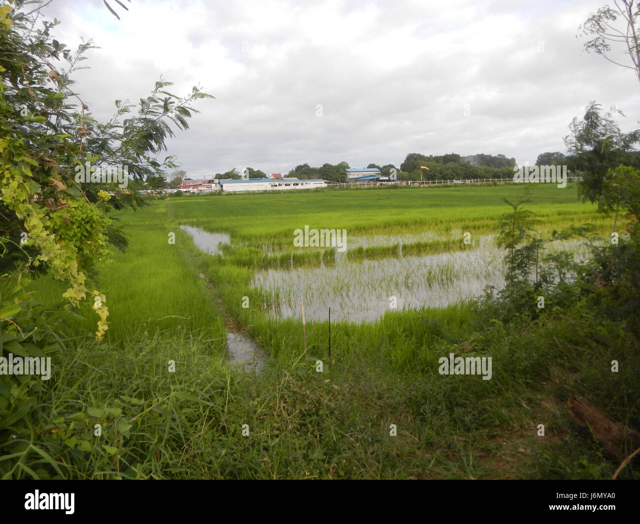 The photo depicts the paddy fields in Lumang Bayan, Agnaya, and Sipat ...