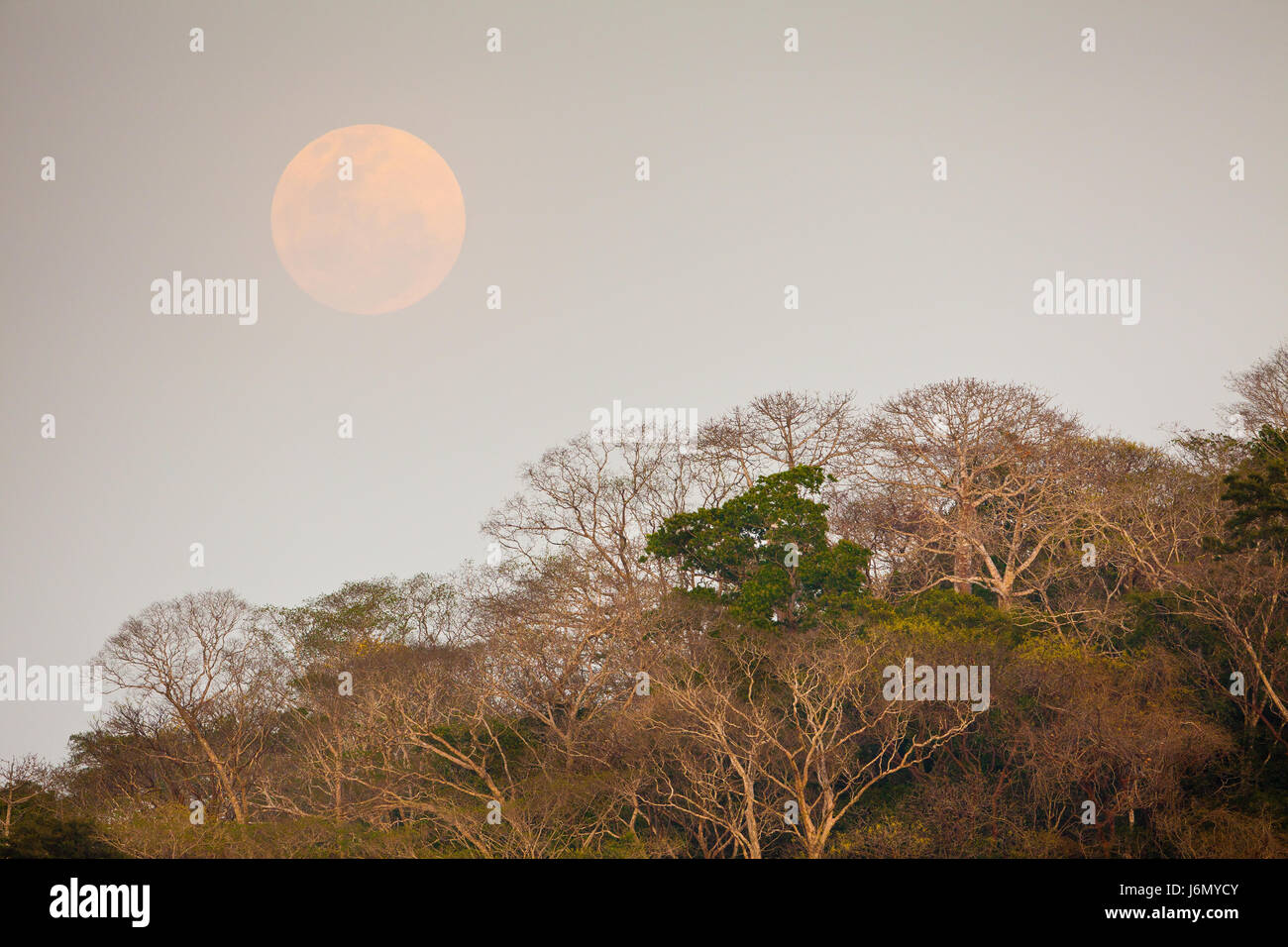 Moon over the rainforest beside Rio Chagres in Soberania National Park ...