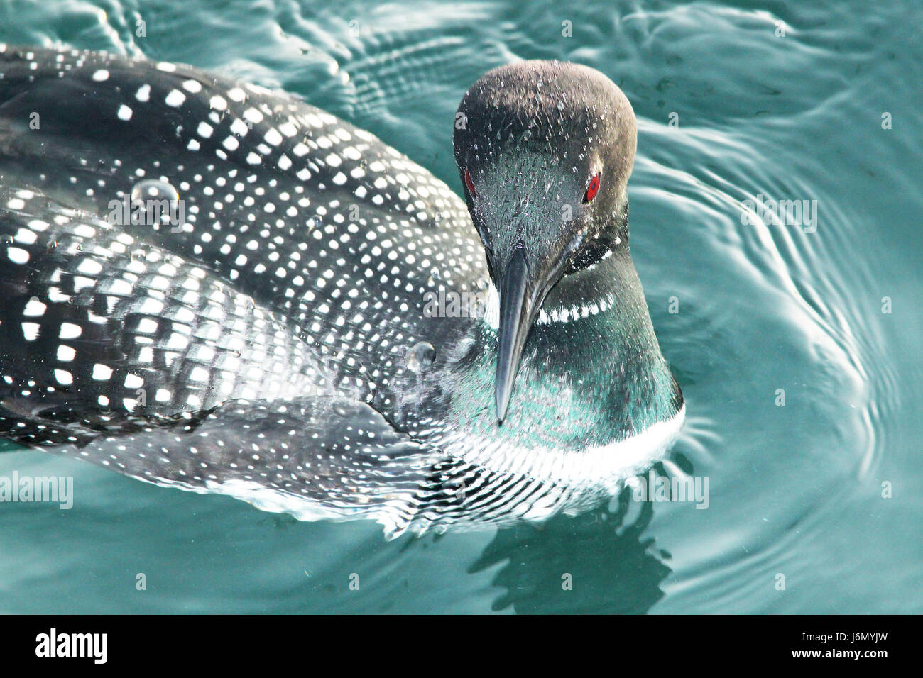 Loon bay hi-res stock photography and images - Alamy