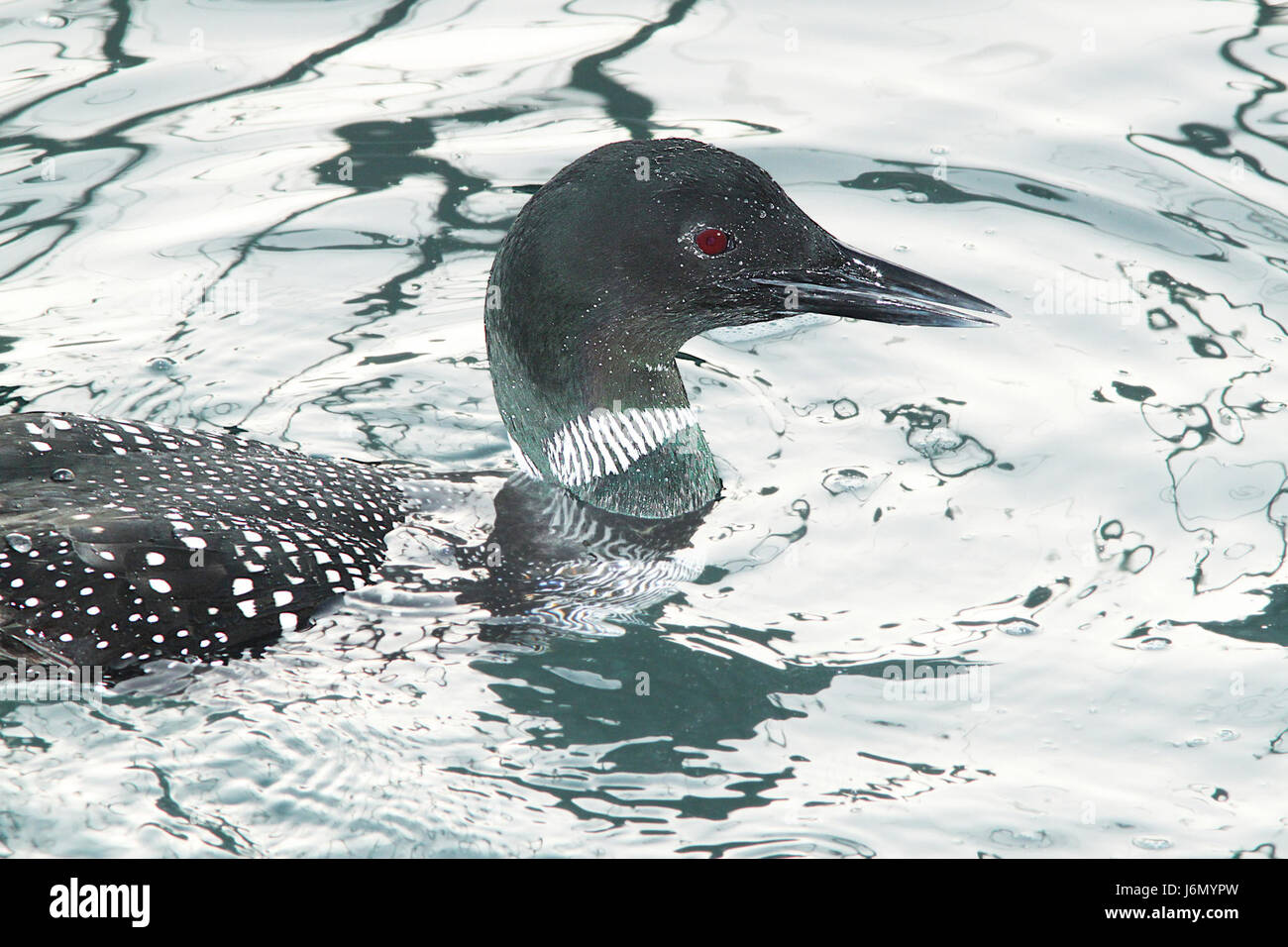 A photograph of the Common Loon, taken on March 23, 2010, at Morro Bay ...