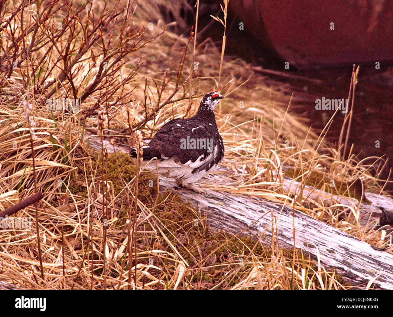 This image depicts a Rock Ptarmigan, a bird species native to Arctic ...
