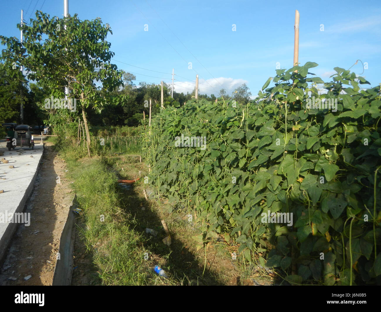 This image depicts the paddy fields and vegetable plantations in Upig ...