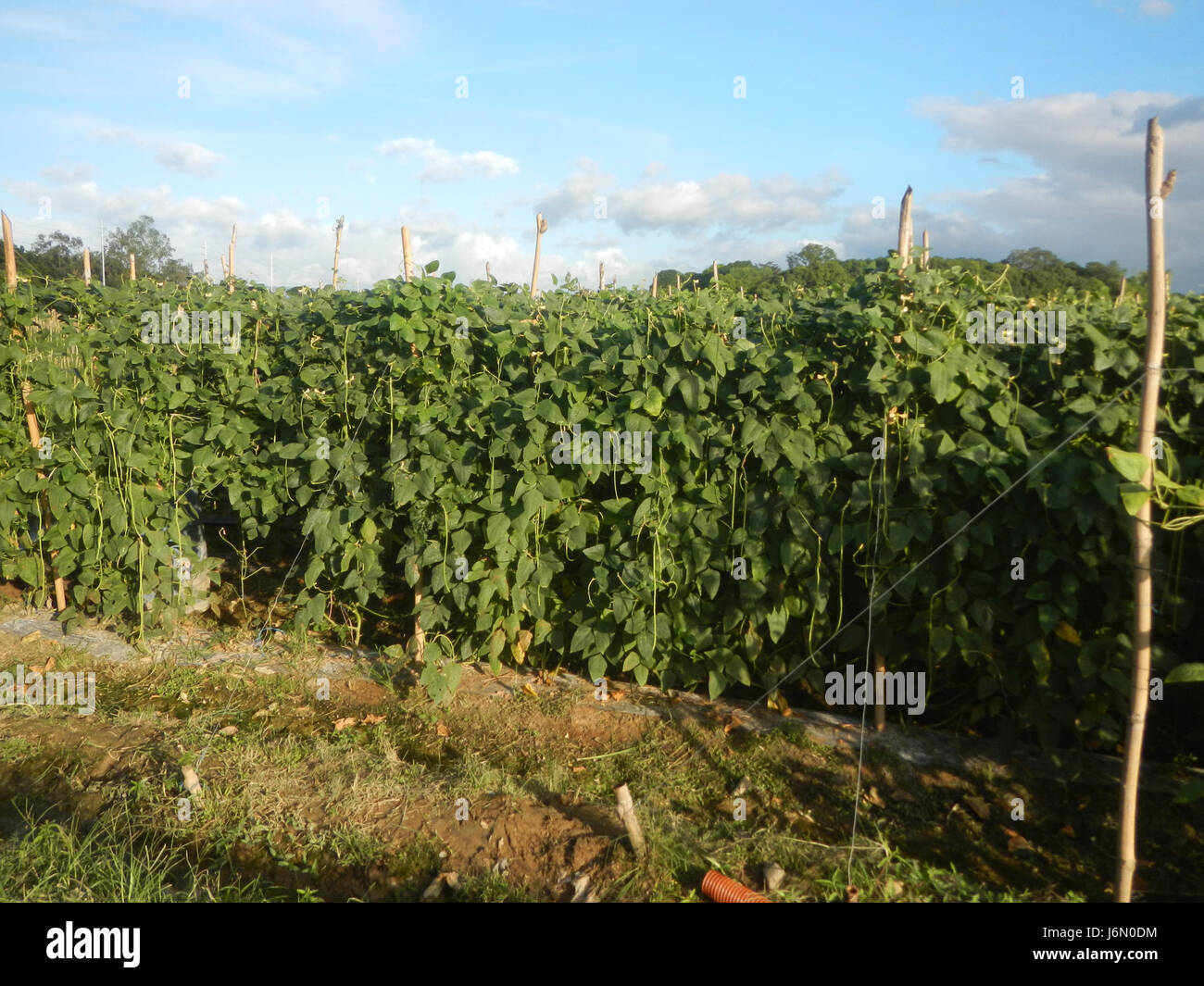 A depiction of the paddy fields and vegetable plantations in Upig ...