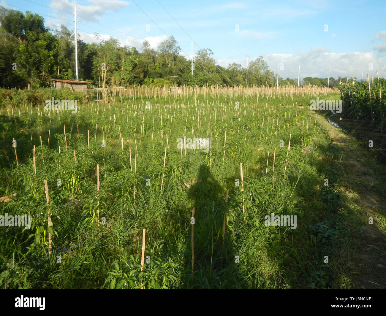 The paddy fields and vegetable plantations in Upig, Bagong Barrio, San ...