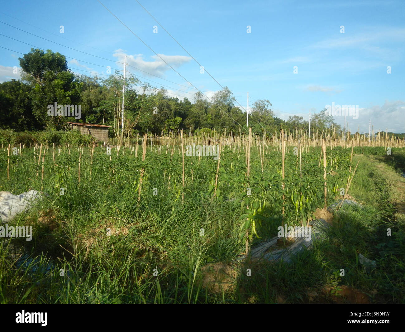 This photograph captures the lush paddy fields and vegetable ...
