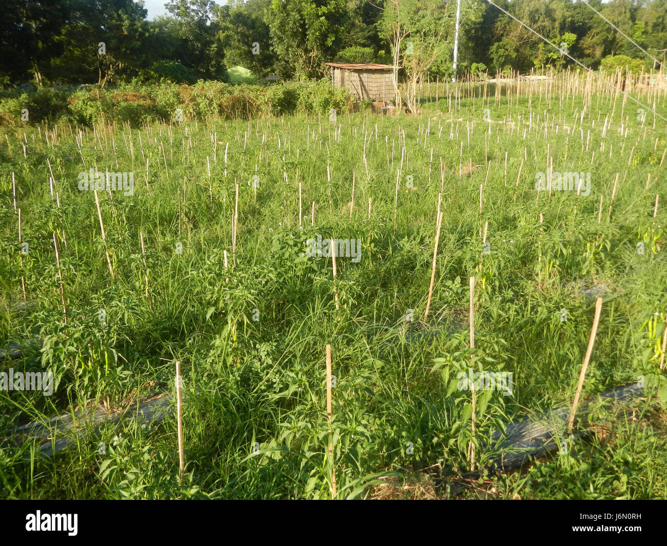 The agricultural landscape of Upig, Bagong Barrio, and San Ildefonso in ...