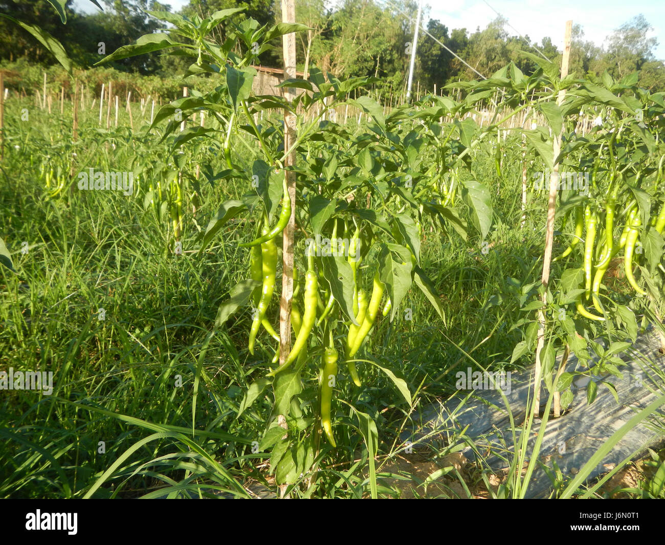 This image showcases the agricultural landscape of Upig, Bagong Barrio ...