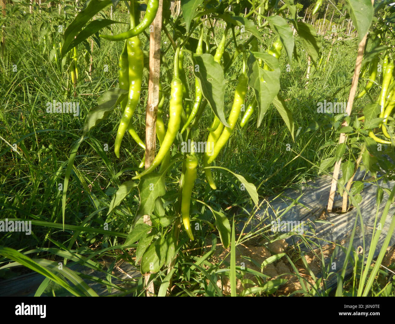 This image captures the agricultural landscape of Upig, Bagong Barrio ...