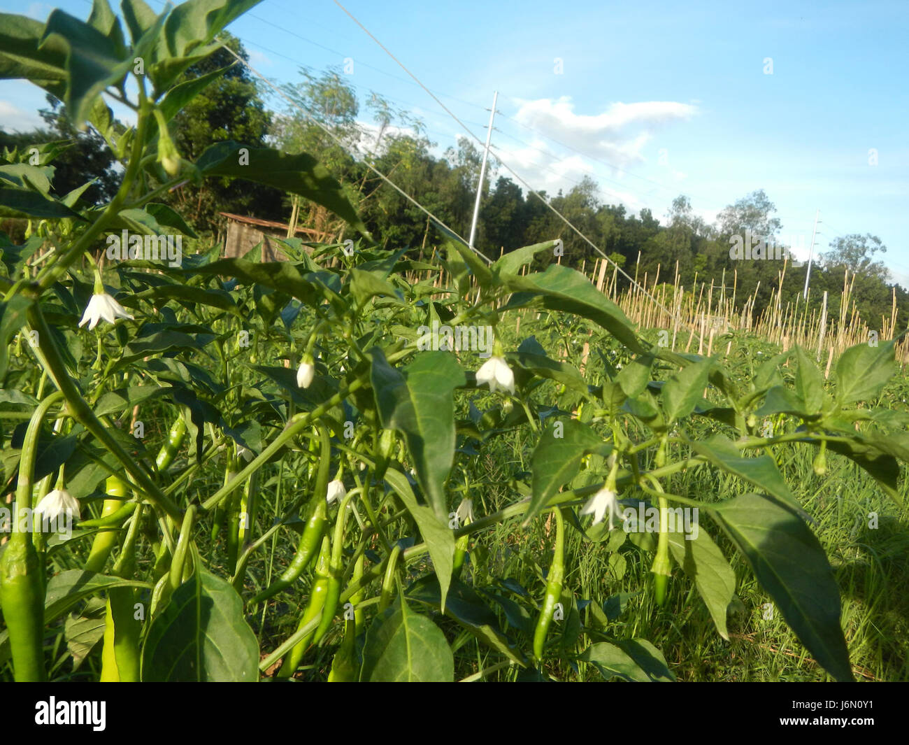 Paddy fields and vegetable plantations in Upig, Bagong Barrio, San ...