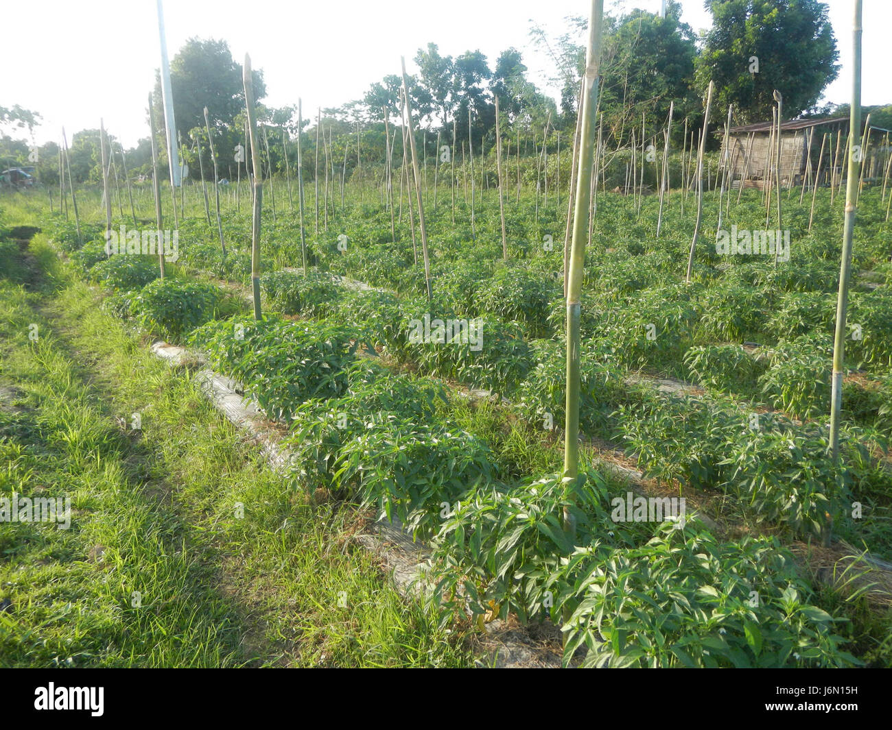 This photograph captures the rural agricultural landscape of Upig ...