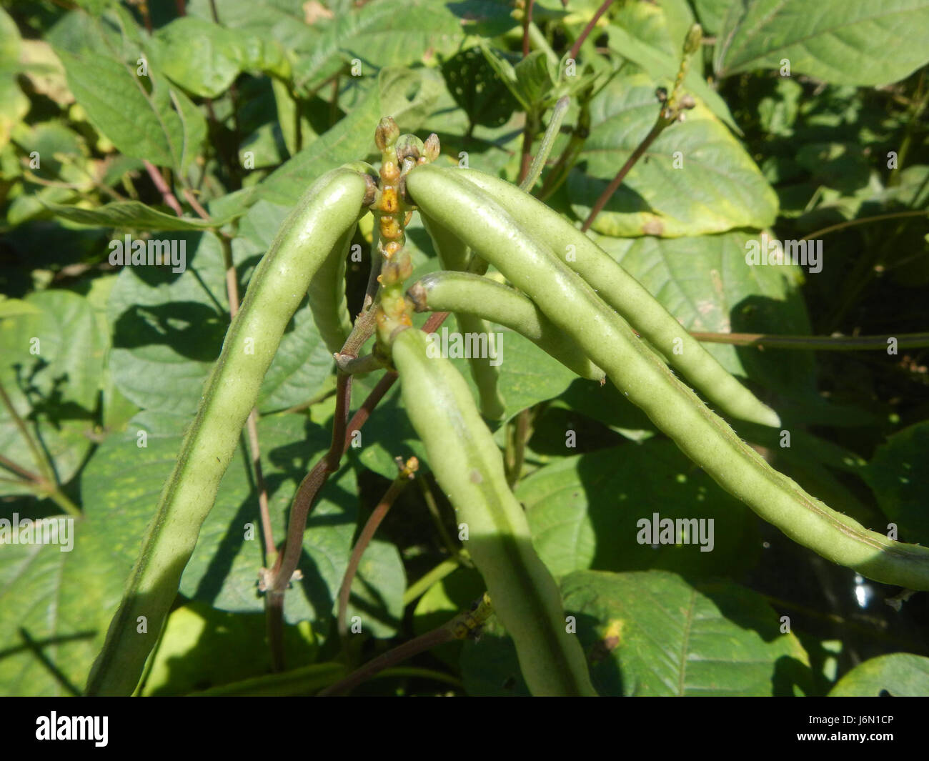 Vigna radiata hi-res stock photography and images - Alamy