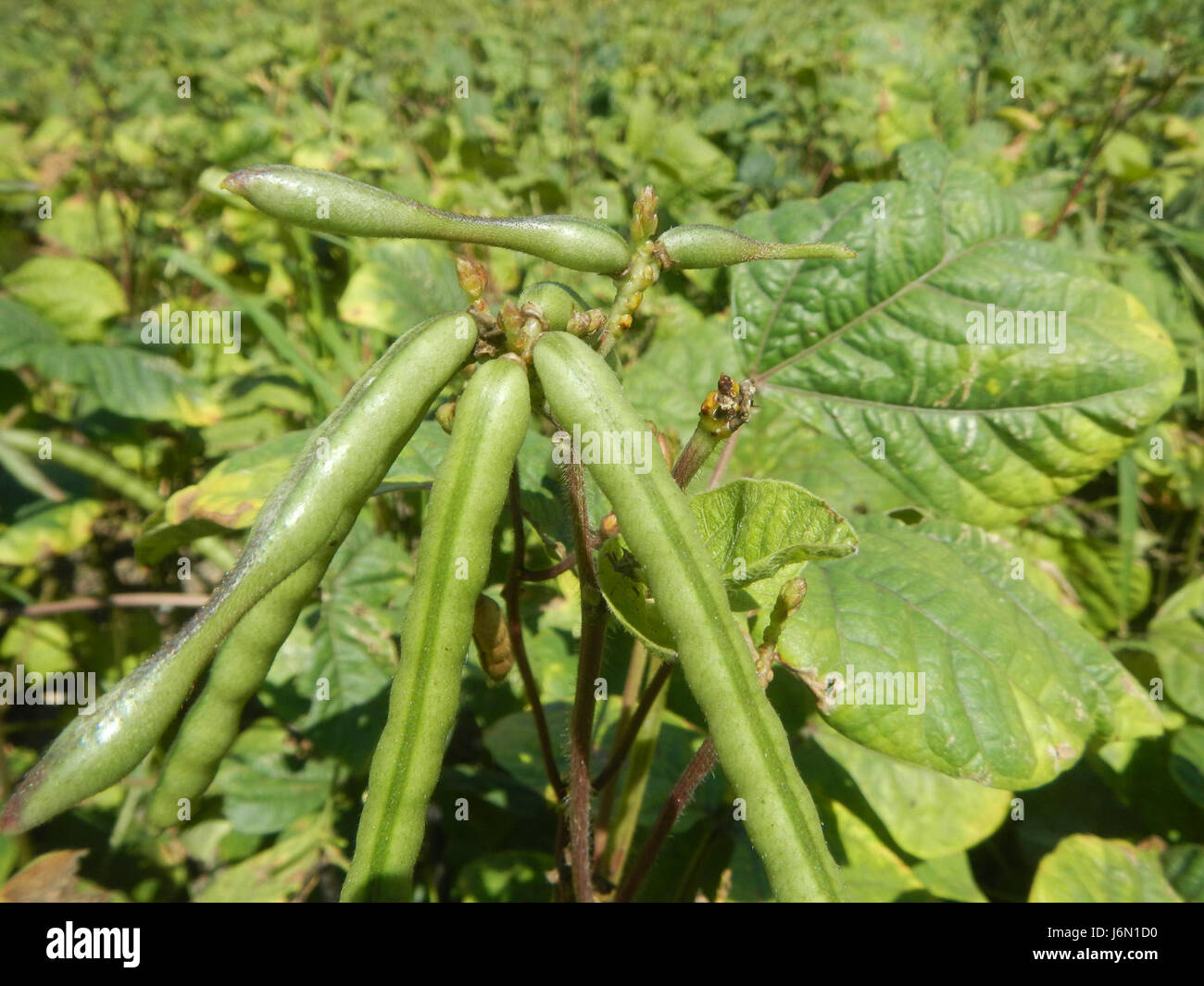This image shows Vigna radiata plantations in Baliuag, Philippines ...