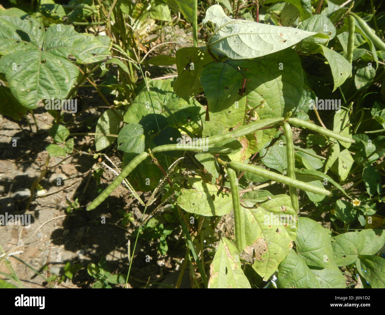 09042 Vigna radiata plantations Baliuag Philippines Monngo mungo 12 ...