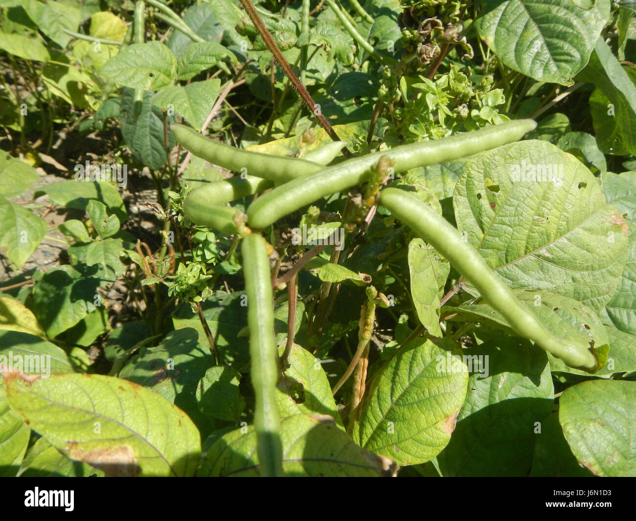09042 Vigna radiata plantations Baliuag Philippines Monngo mungo 13 ...