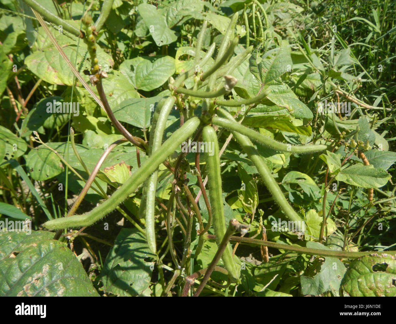 The Vigna radiata plantations in Baliuag, Philippines, are known for ...