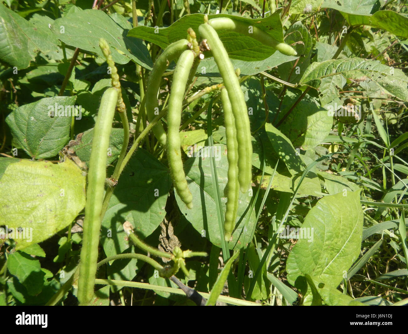Vigna radiata, also known as mung bean or monngo, is cultivated in ...