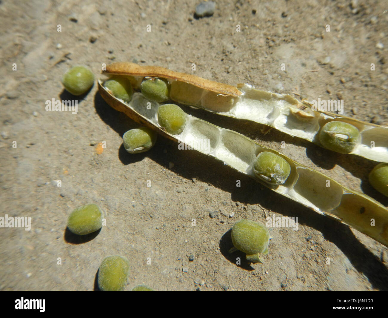 Vigna radiata, commonly known as mungo or mung bean, is cultivated in ...