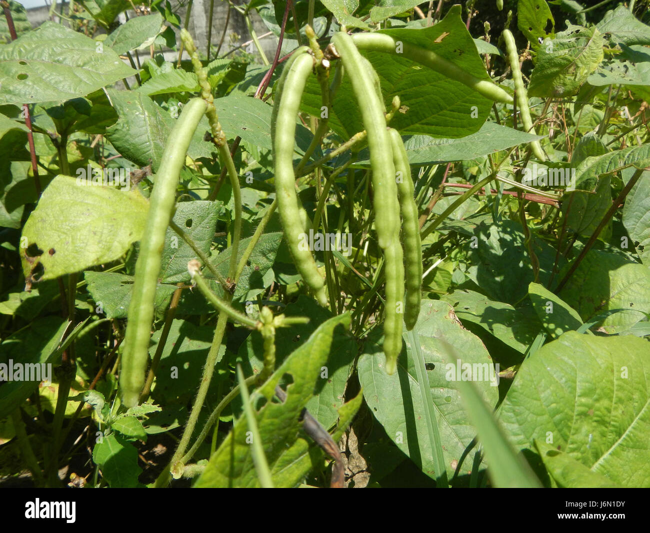 The Vigna radiata, commonly known as mung bean or monngo, is widely ...