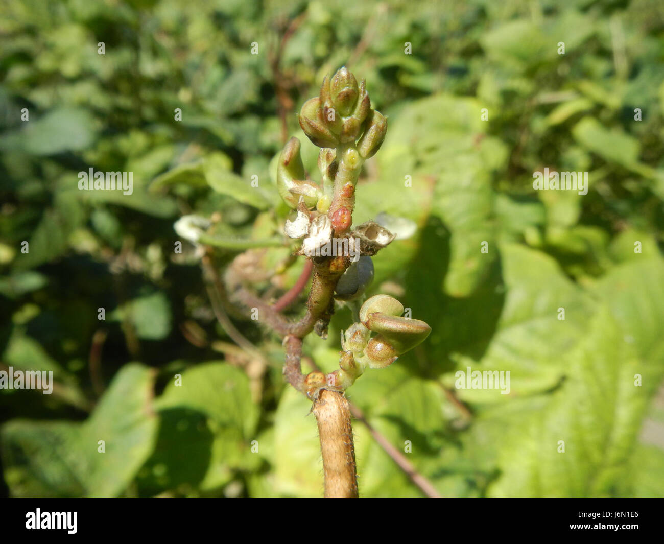 The image likely depicts Vigna radiata (mung beans) plantations in ...