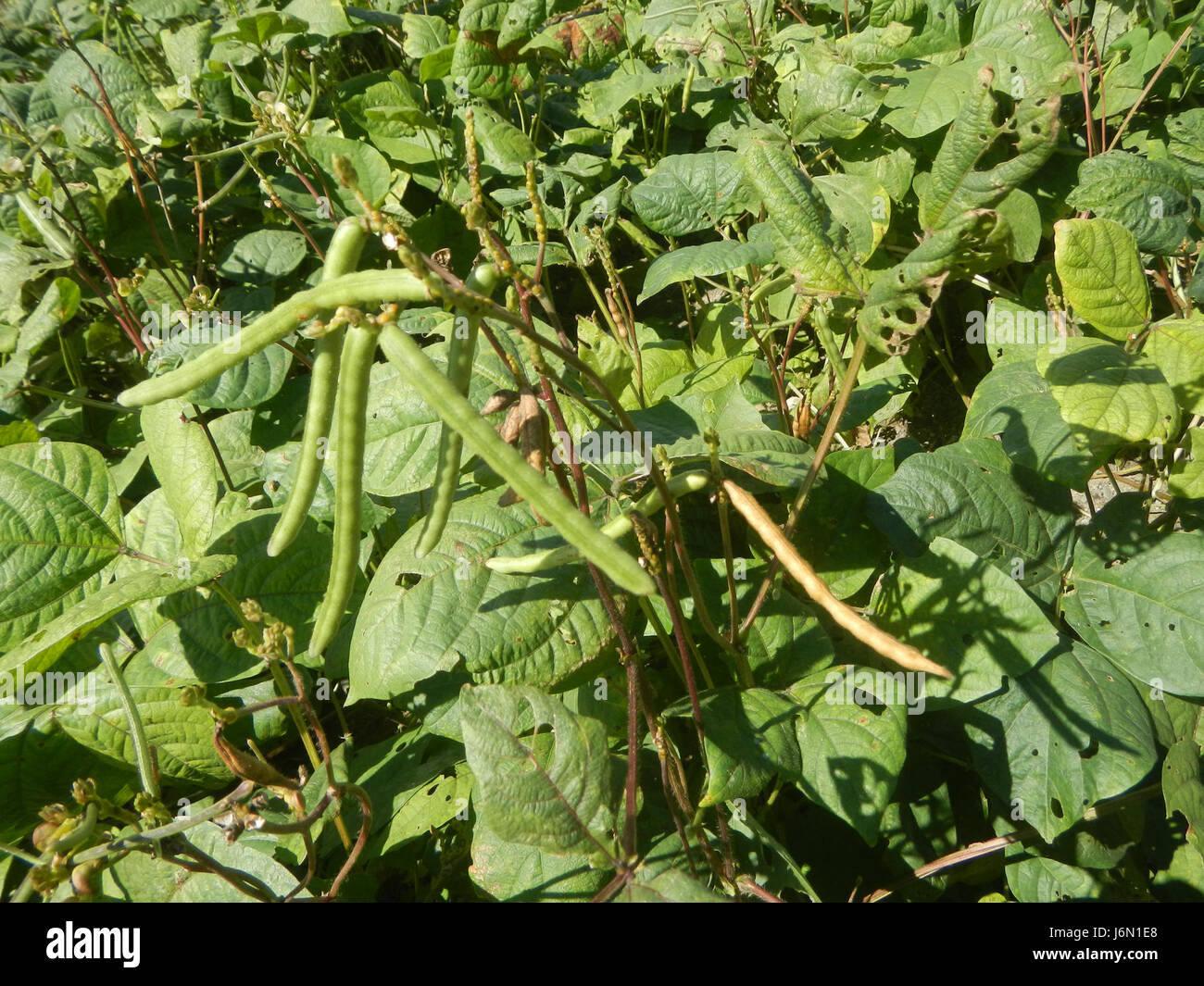 The Vigna radiata, commonly known as mung bean or mungo, is a crop ...
