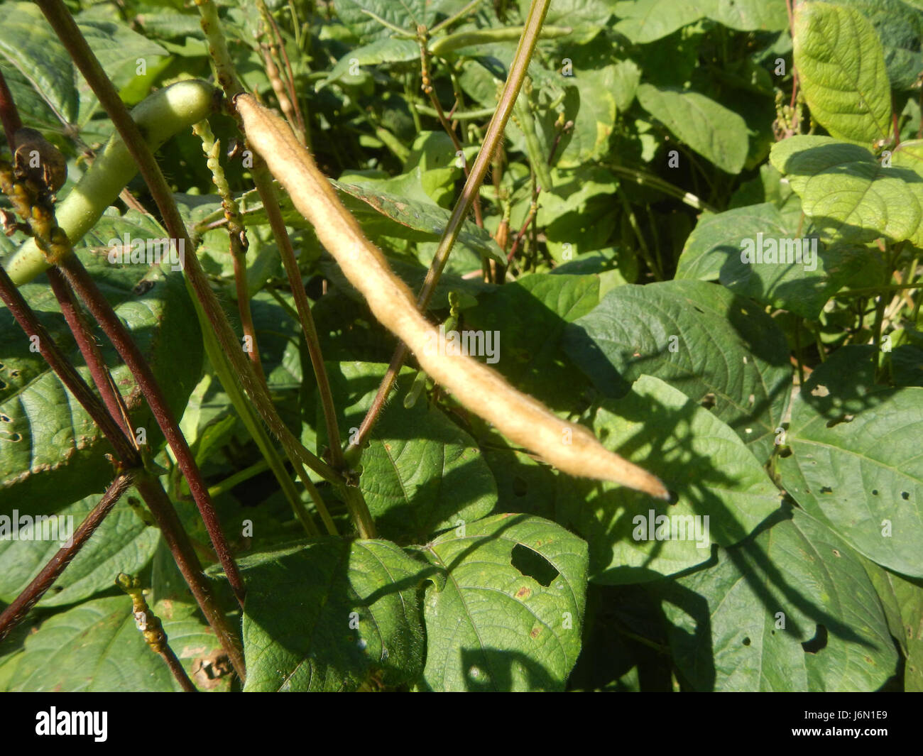 Vigna radiata, commonly known as mung bean, is widely cultivated in ...