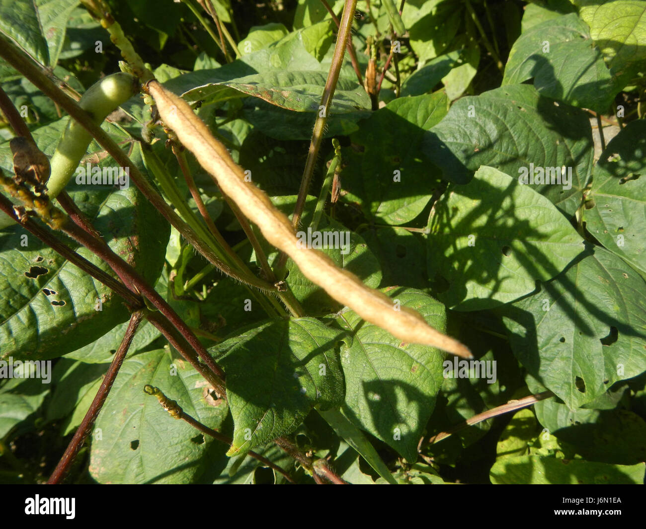 Vigna radiata, also known as mung beans, is a widely cultivated crop in ...