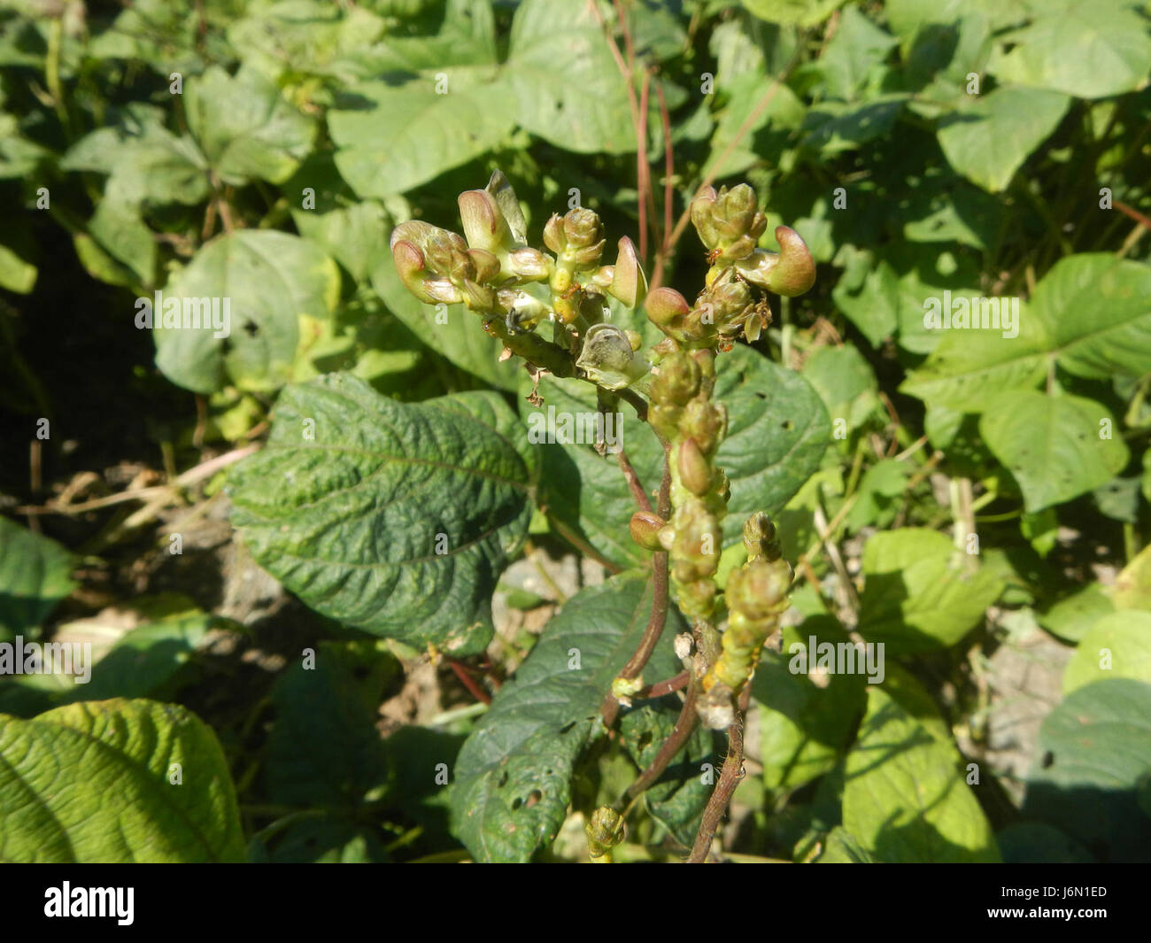 09080 Vigna radiata plantations Baliuag Philippines Monngo mungo 07 ...