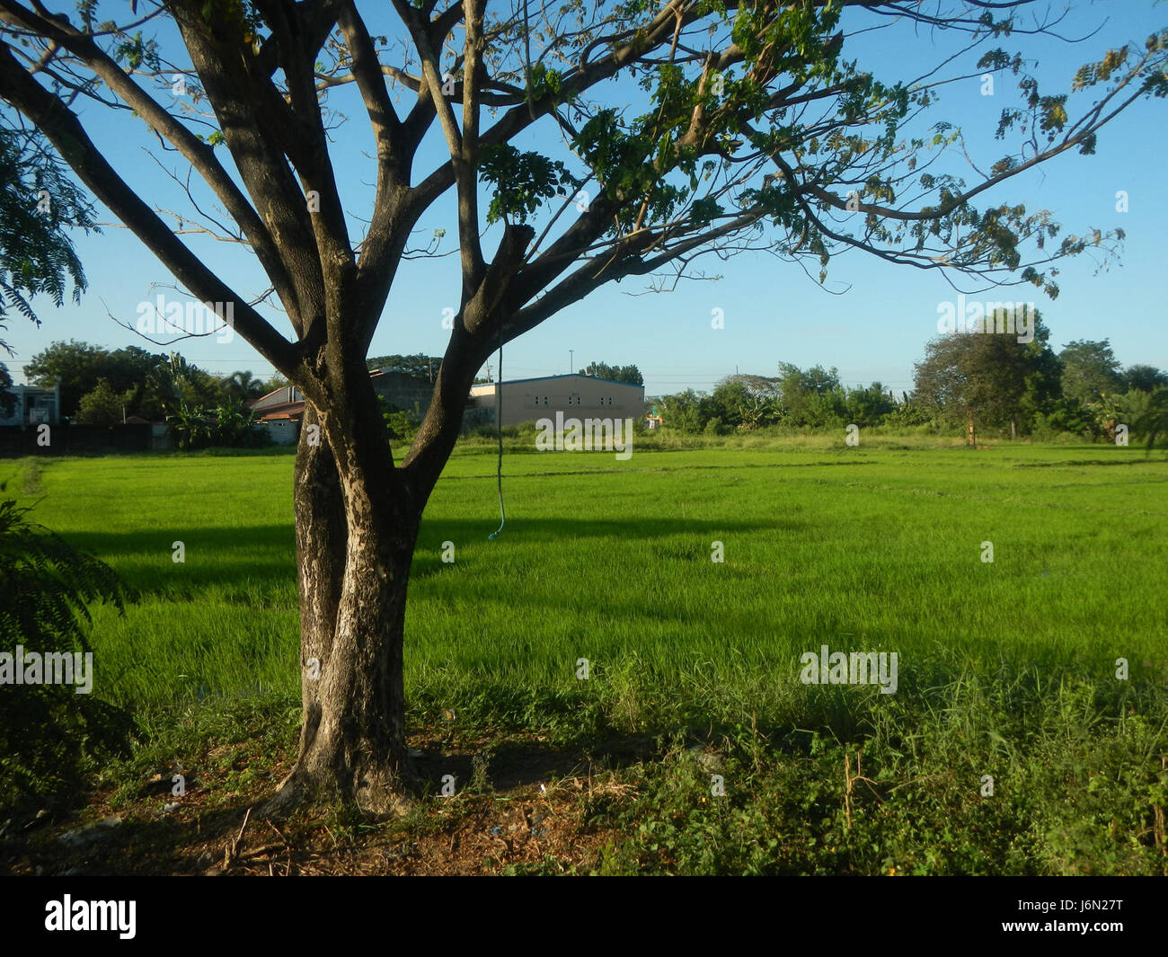Photograph of paddy fields, grasslands, trees, houses, and irrigation ...