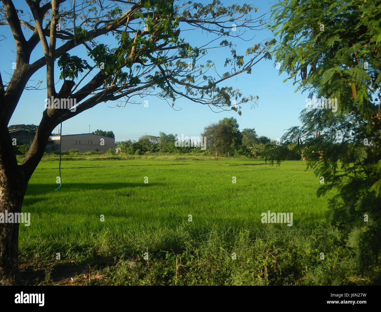 The image depicts the rural landscape of Sabang, Baliuag, Bulacan ...