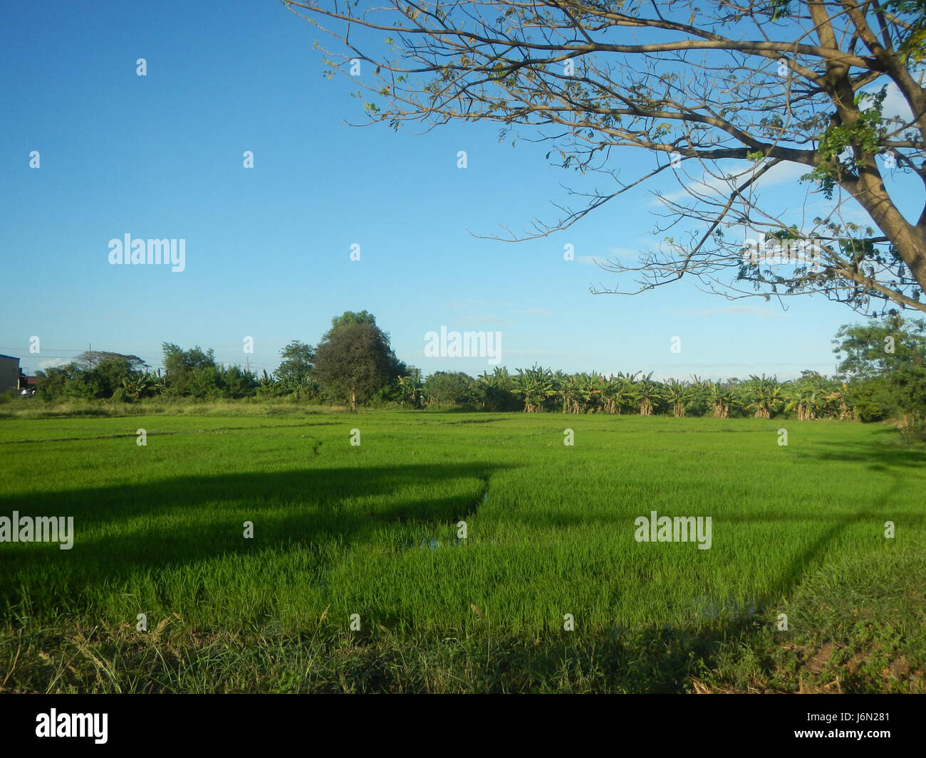 This image refers to the agricultural landscape of Sabang in Baliuag ...