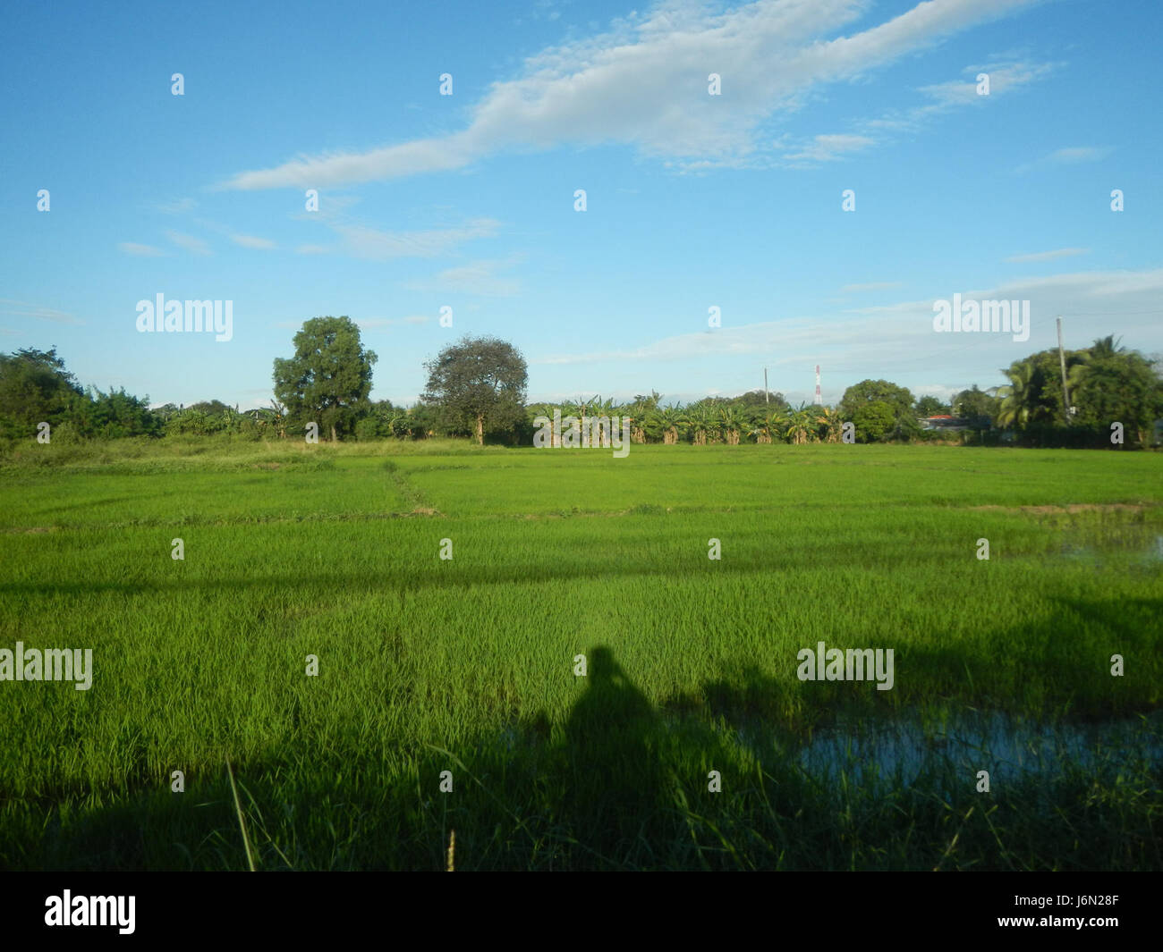 This scene depicts the rural landscape of Sabang, Baliuag, Bulacan ...