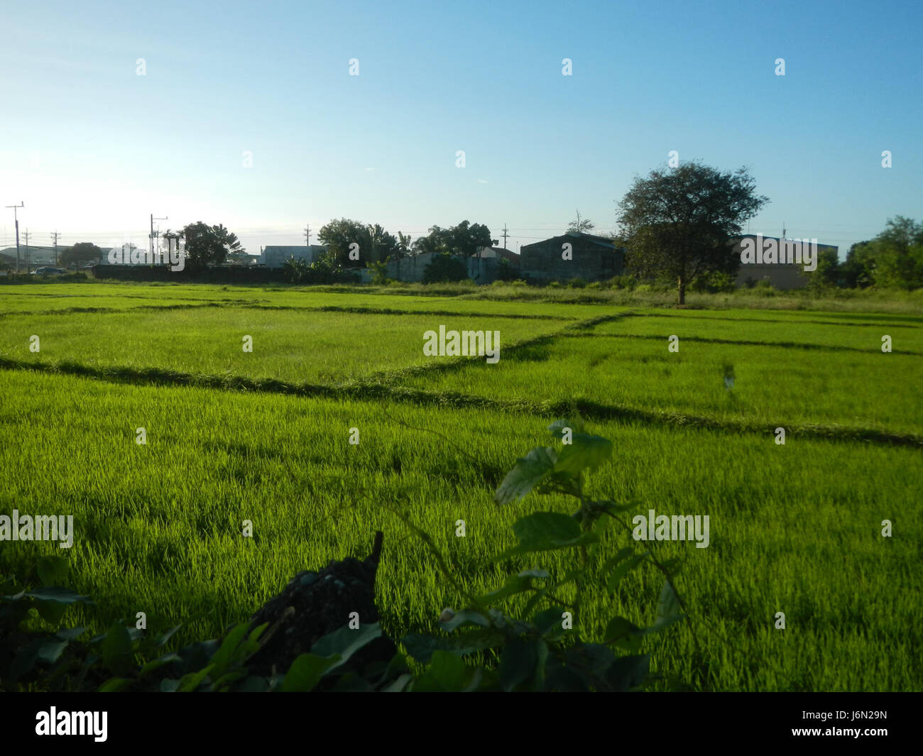 This image shows the rural landscape of Sabang, Baliuag, Bulacan ...