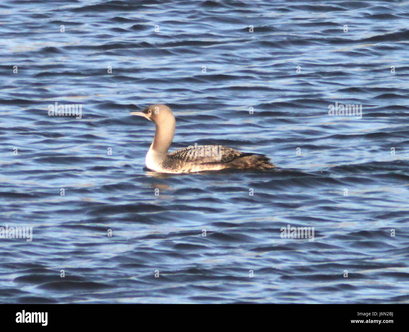 A photograph of the Pacific Loon taken at Patagonia Lake State Park in ...
