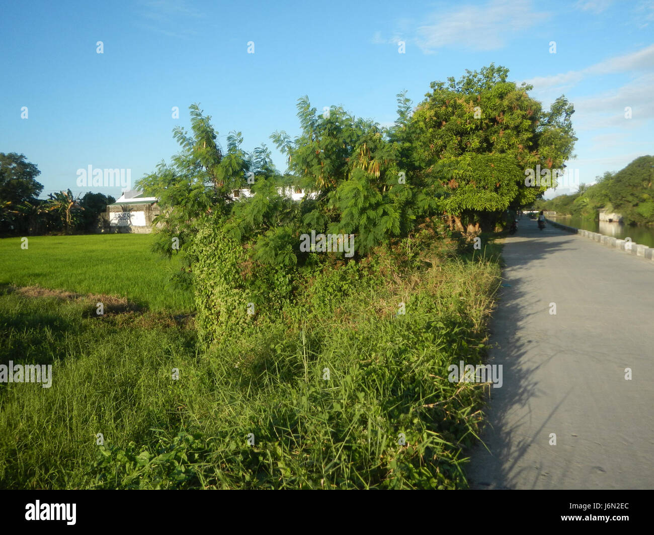 This image showcases the agricultural landscape of Sabang, Baliuag ...