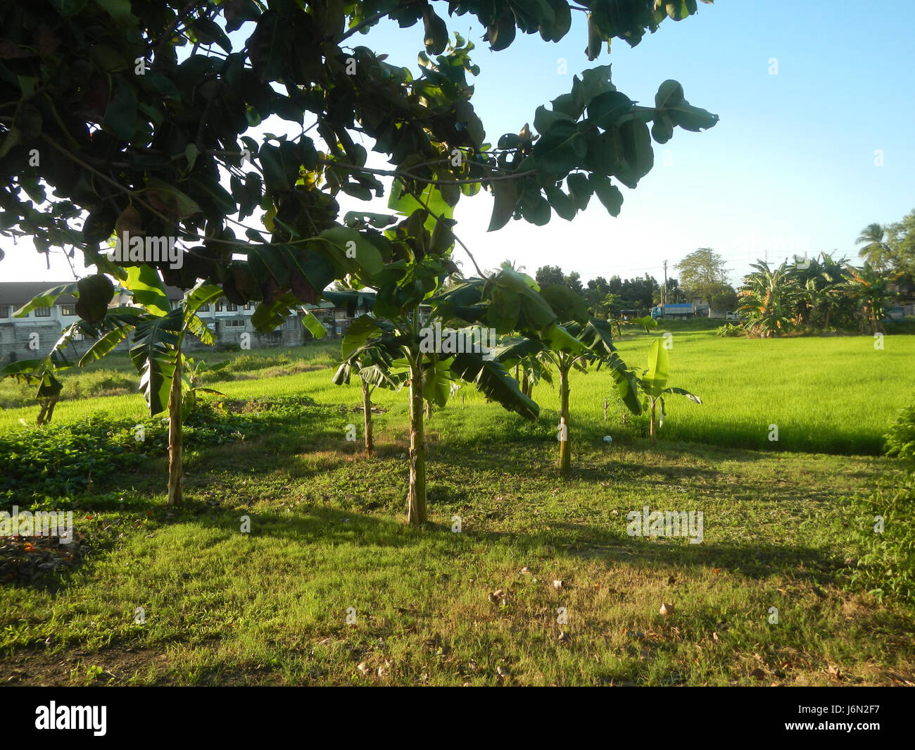 This image showcases the rural landscape of Sabang, Baliuag, Bulacan ...