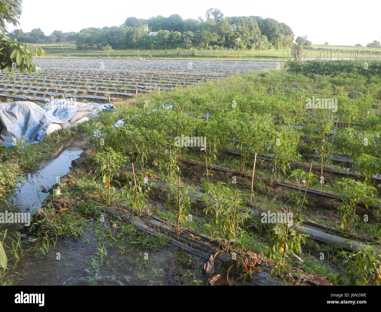 The scene shows a serene sunset over paddy and vegetable fields in Upig ...