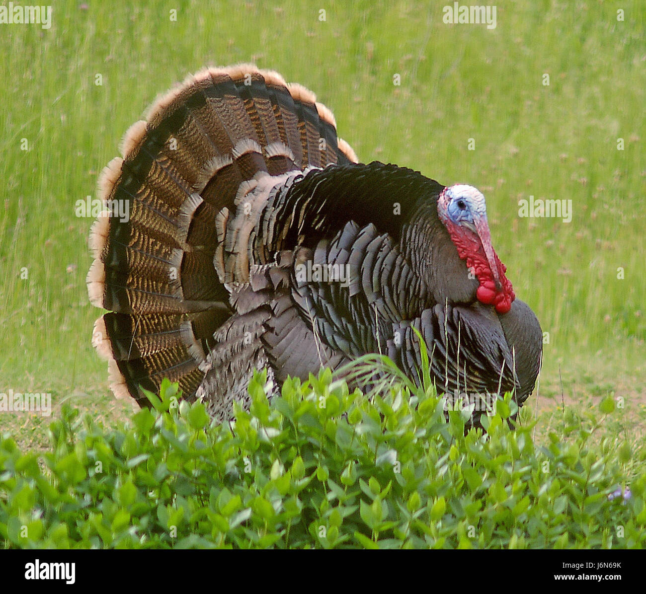 An image of a wild turkey taken in San Luis Obispo County, California ...
